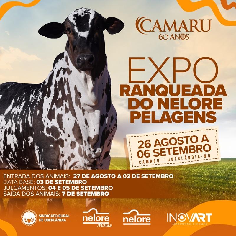 Camaru 2024 terá Exposição Ranqueada do Nelore Pelagens de Uberlândia ...